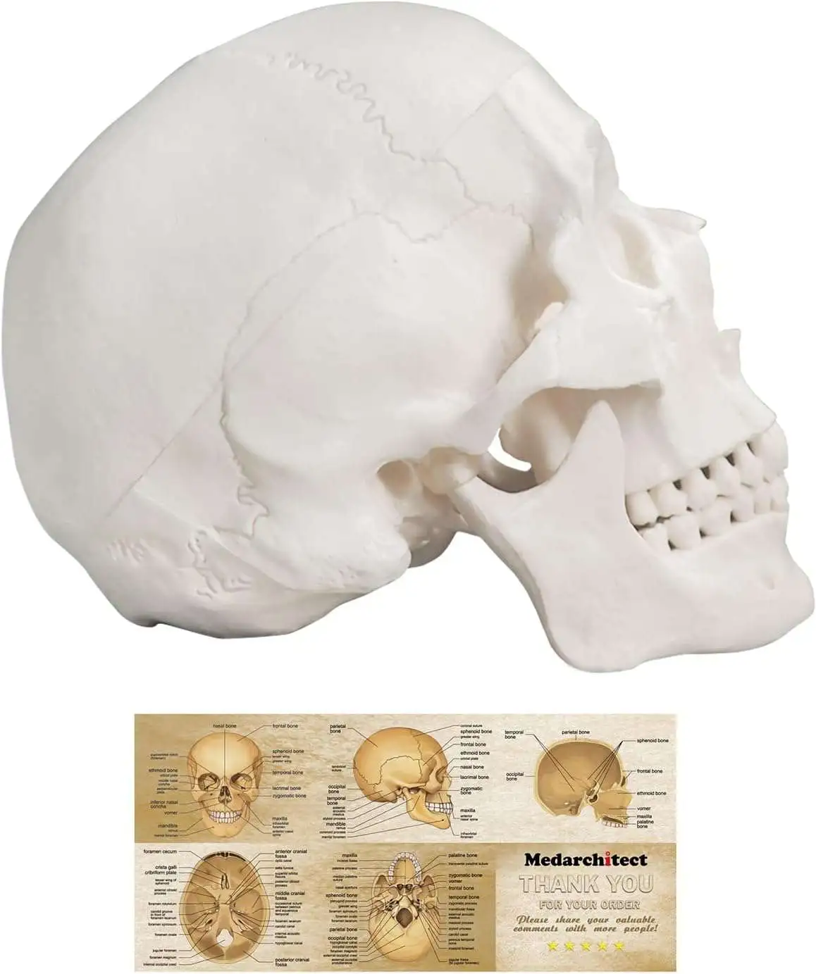 Medarchitect Life Size Human Skull Anatomical Model 3-Part with ...