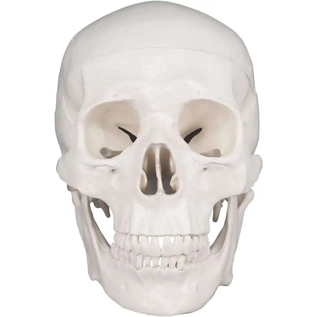 Medarchitect Life Size Human Skull Anatomical Model 3-Part with ...